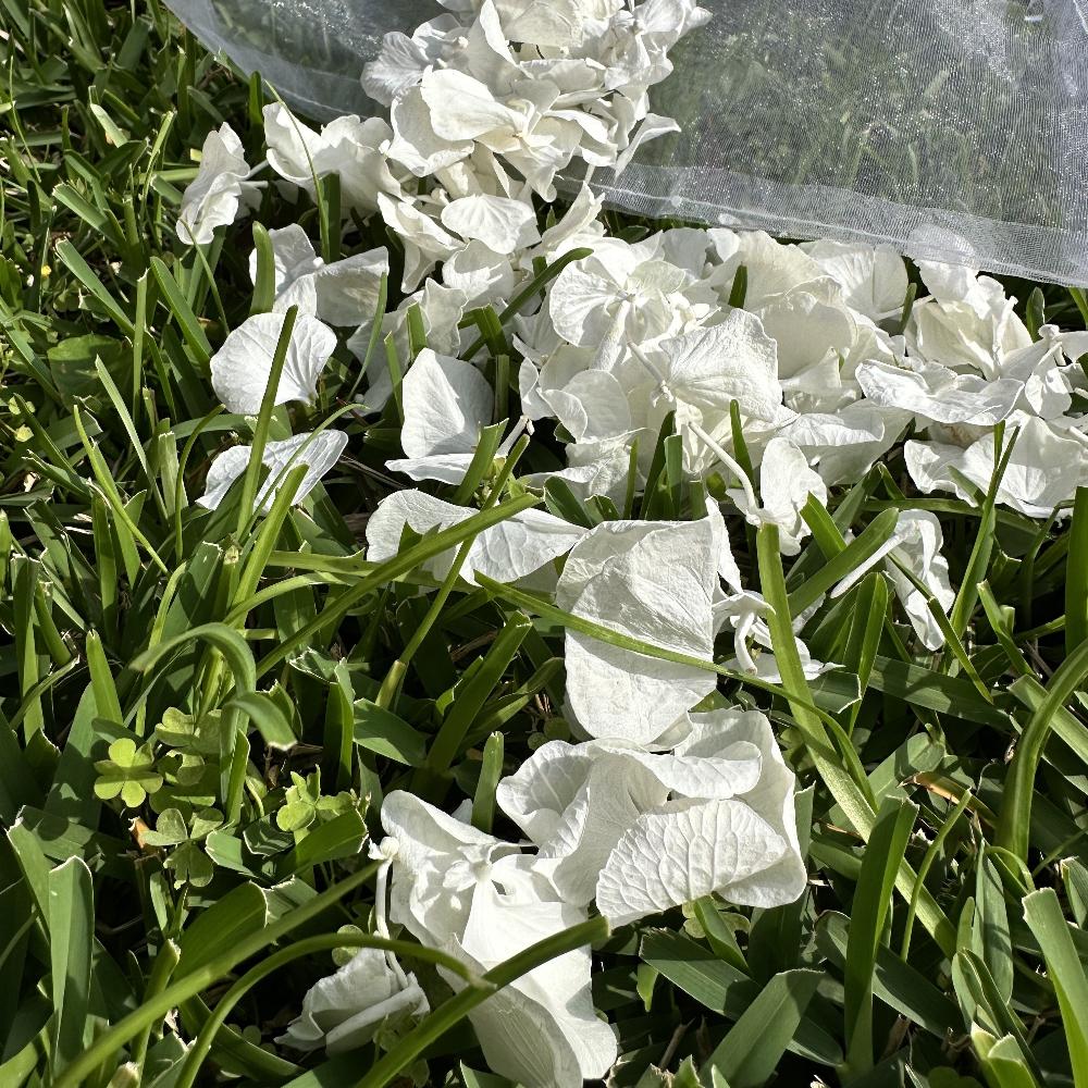 Freeze dried Antique White Hydrangea Wedding Petal Confetti – Green ...